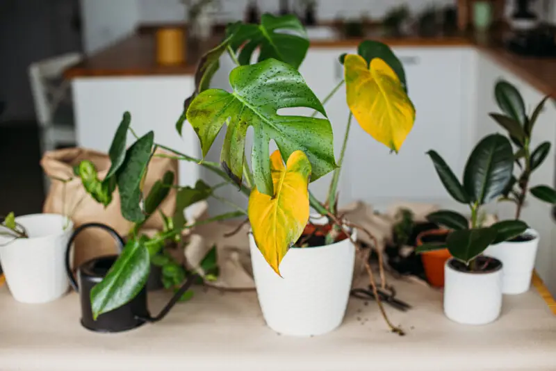 Yellow Monstera Leaves - Reasons & Treatments - Hobby Plants