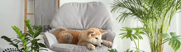 Are Fiddle Leaf Figs Toxic to Dogs & Cats? [ANSWERED]