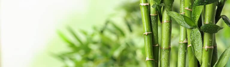 Why Is My Bamboo Plant Turning Yellow? [Find Out Here]