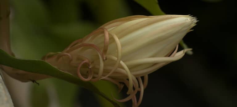 Queen Of The Night Flower [Complete Plant Care Guide]