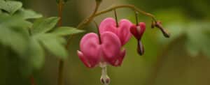 Bleeding Heart Plant Varieties [COMPLETE BEGINNER'S GUIDE]