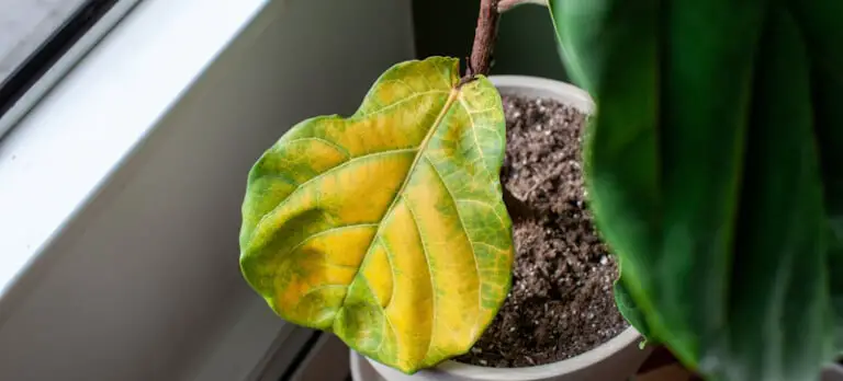 Root Rot In Fiddle Leaf Fig - What It Is & How To Treat It