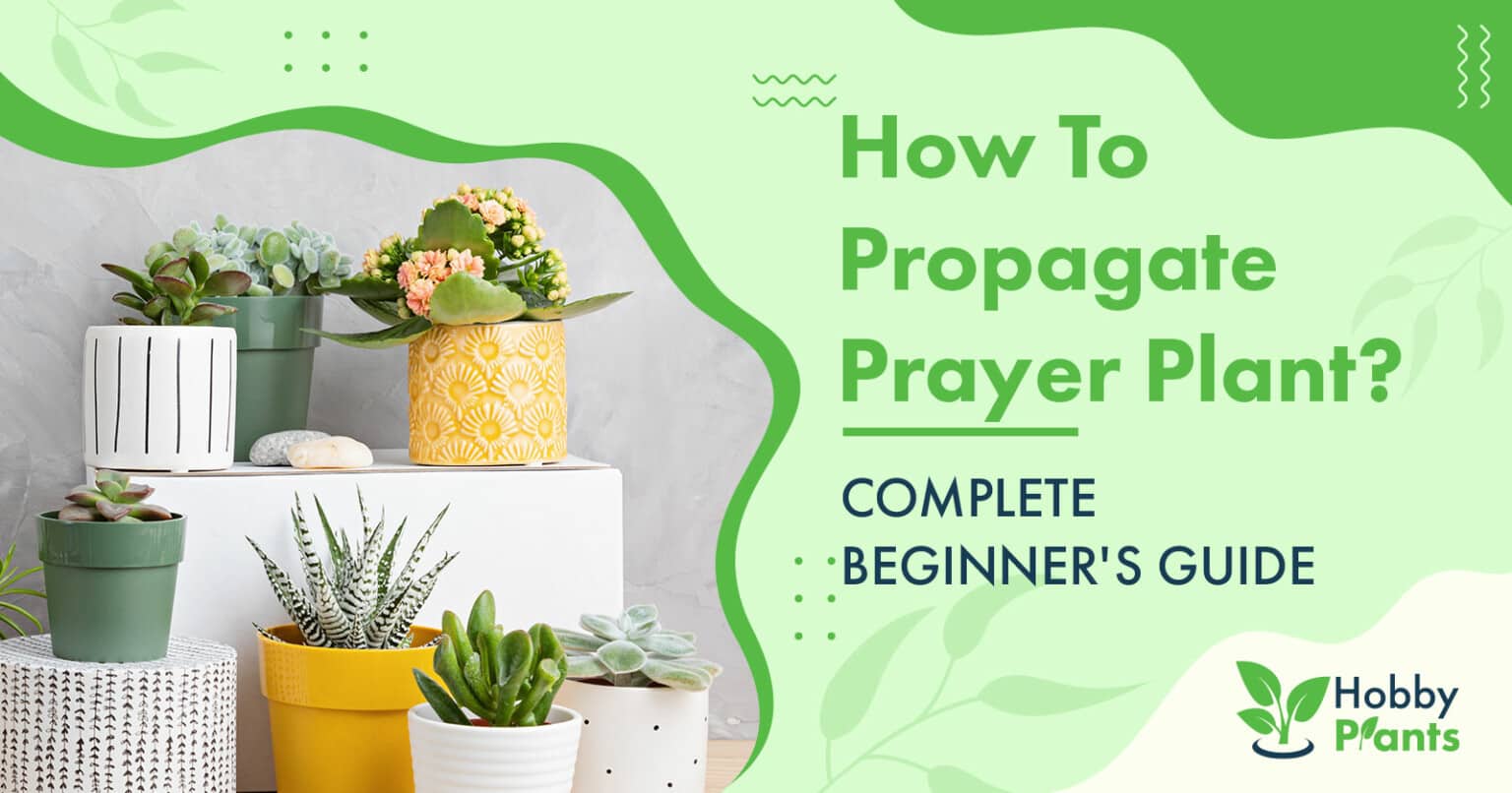 The Types of Prayer Plants: [Varieties Explained]