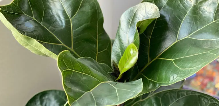 Fiddle Leaf Fig Outdoors - Can They Survive? [ANSWERED]