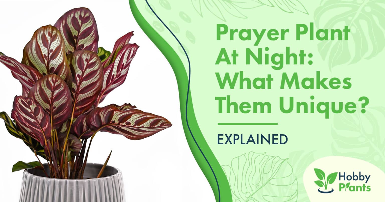 The Types of Prayer Plants: [Varieties Explained]