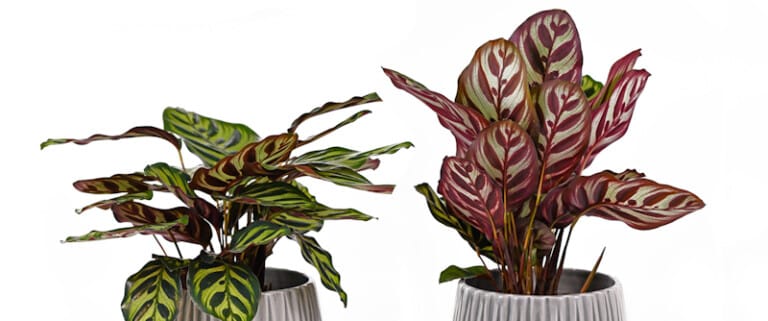 Prayer Plant At Night: What Makes Them Unique? [EXPLAINED]