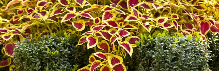 Do Coleus Like Sun Or Shade: [Complete Care Guide]