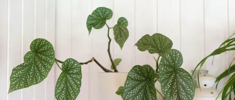 Exotic Angel Plant Care: [Complete Beginner's Guide]