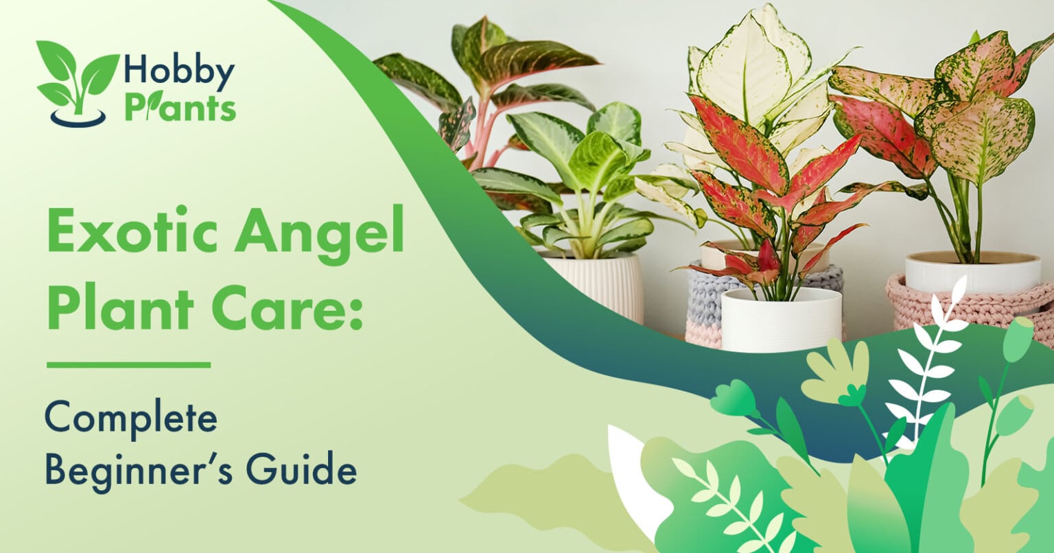 Exotic Angel Plant Care: [Complete Beginner's Guide]