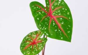 Exotic Angel Plant Care: [Complete Beginner's Guide]
