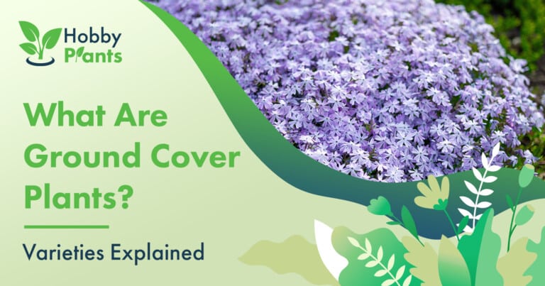 What Are Ground Cover Plants? [Varieties Explained]