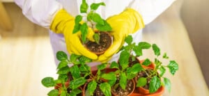 Humidity Tray For Plants: When And Why You Need One