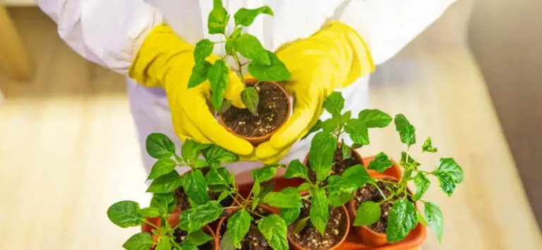 Humidity Tray For Plants: When And Why You Need One