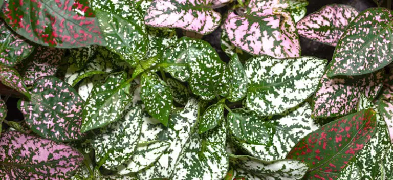 Polka Dot Plant Care? [Everything You Need To Know]