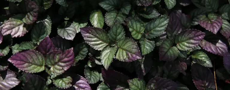 Waffle Plant Care: [Complete Beginner's Guide]