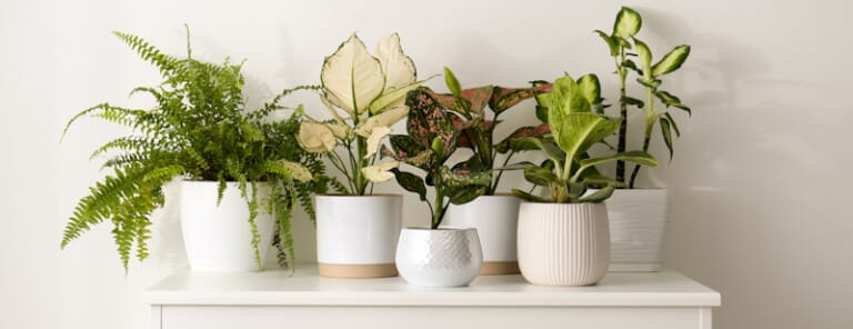 What Is Bright Indirect Light For Plants? [ANSWERED]