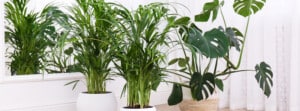 What Is Bright Indirect Light For Plants? [ANSWERED]