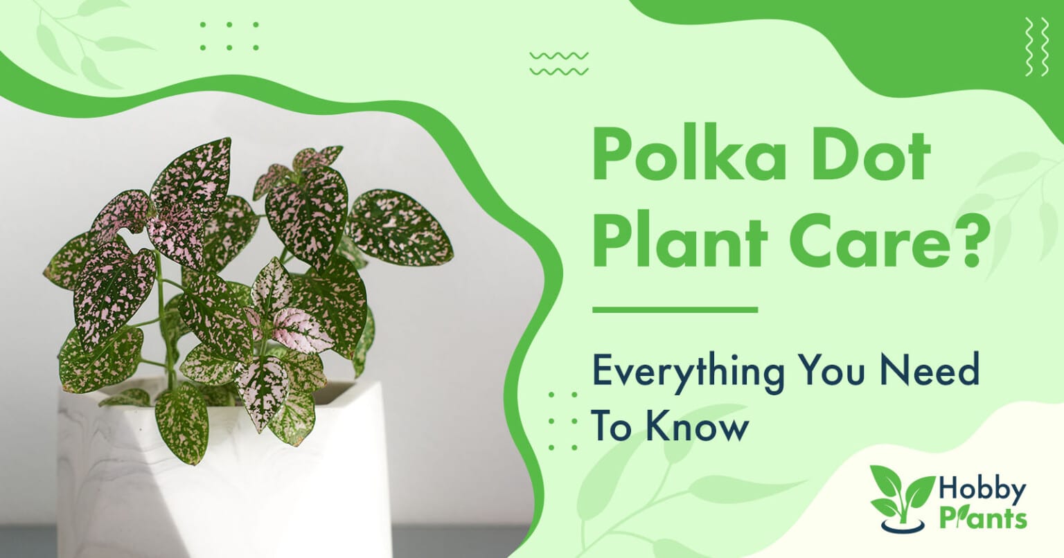 Polka Dot Plant Care? [Everything You Need To Know]
