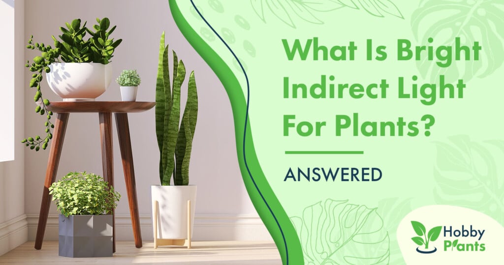 Direct vs. Indirect Light: Find the Right Sunlight Levels for Plants