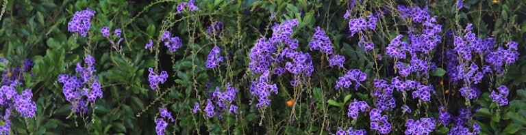 China Doll Plant Care: [Complete Beginner's Guide]