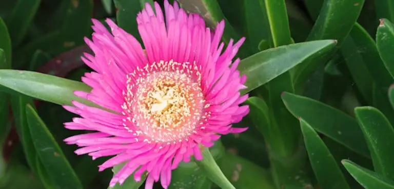 The Types of Ice Plants: [Varieties Explained]