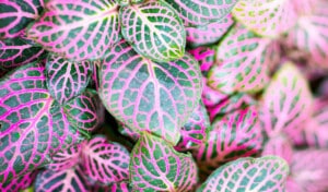 Plants With Pink and Green Leaves (Varieties Explained)
