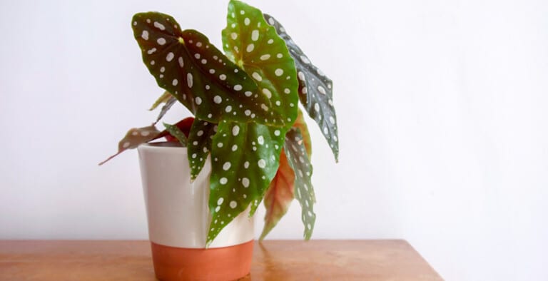 Polka Dot Begonia Plant Care: [Complete Beginner's Guide]