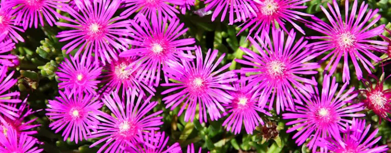 The Types of Ice Plants: [Varieties Explained]