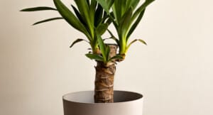 Yucca Cane Plant Care: [Complete Beginner's Guide]
