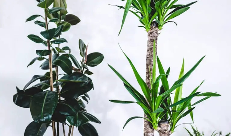 Yucca Cane Plant Care: [Complete Beginner's Guide]